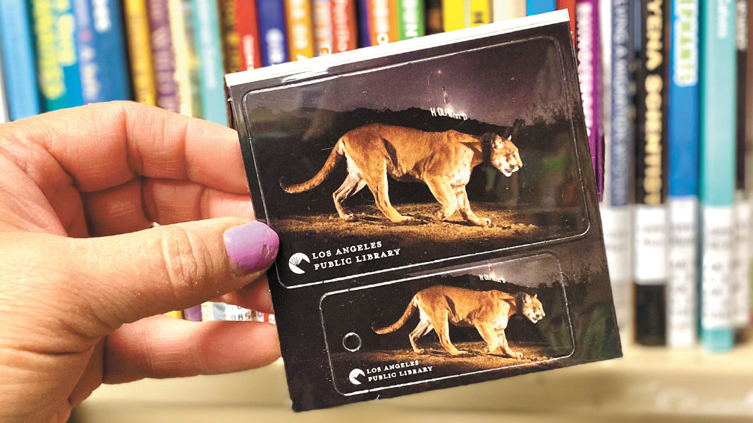 Library Cards Featuring Mountain Lion P-22 Are Proving Popular. | Alive ...