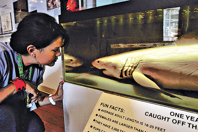 Cabrillo Marine Aquarium hosts Shark Week featuring the feared sea creatures. | Alive! News